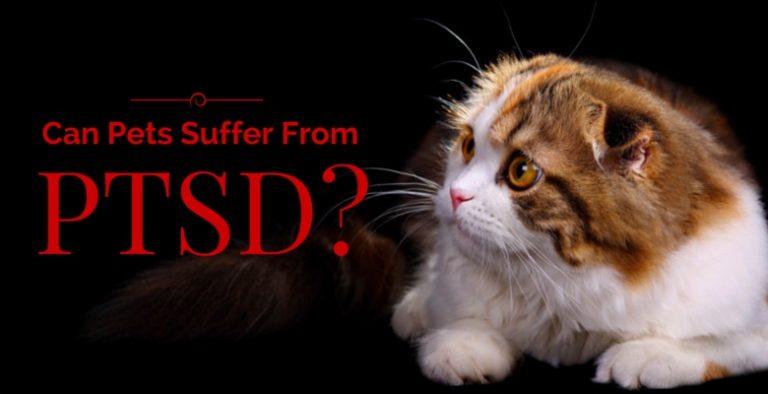 % Animals Also Suffer From PTSD and How to Treat Them Holistically - A ...